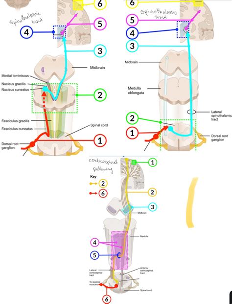 Spinothalamic Tract And Corticospinal Pathway Diagram Quizlet