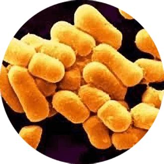 Leanbiome™ Official Special Offer Now Only 39 Bottle