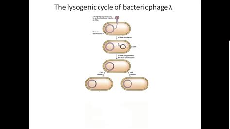 Bacteriophage Vector At Collection Of Bacteriophage
