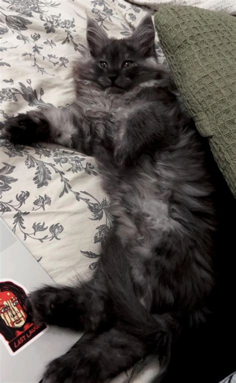 Binx After His Long Hard Day Of Bossing Me Around🥰 Scrolller