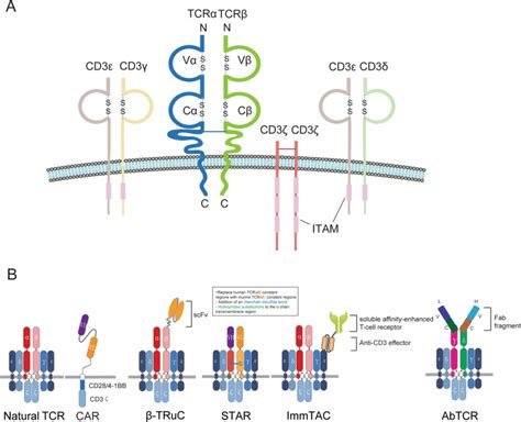 Neoantigen Targeted Tcr Engineered T Cell Immunotherapy Current