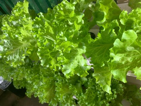 Hydroponic Dragon Fruit Rhydroponics