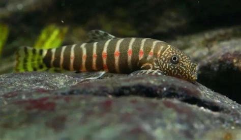 Erromyzon Compactus Type 1red Spots Hillstream Kingdom Llc