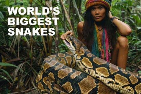 Largest Snake In The World The Biggest Snake In The World And 10