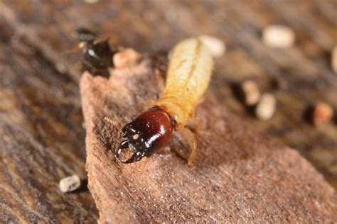 Kurzdoku Patrick Dykstra Und Der Schutz Der Wale Geo