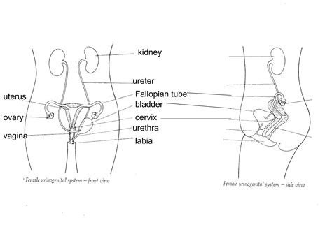 Human Reproduction Sex Organs Ppt