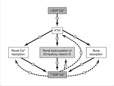 Primary Hyperparathyroidism