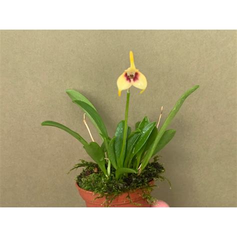 Masdevallia Sprucei Die Miniaturorchidee 1490