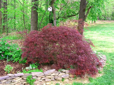 How To Plant A Dwarf Japanese Maple Tree At Bobby Raymond Blog