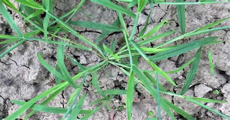 How To Identify Crabgrass Sharingideas Me