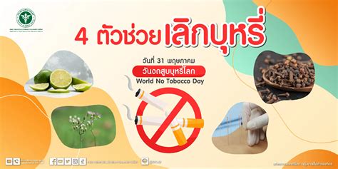 วันงดสูบบุหรี่โลก 3 สมุนไพร ฝังเข็ม ลดอยากบุหรี่