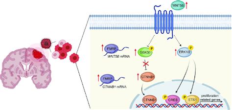 Molecular Model Of Fmrp Mediated Regulation In Gscs Fmrp Is Download Scientific Diagram