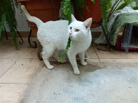 Marta Ist Eine Liebe Nette Katzendame Sie Mag Aber Keine Artgenossen