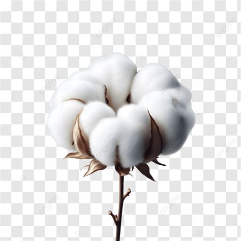 투명 배경에 목화 꽃 목화 꽃 꽃 목화 클립 아트 Png 일러스트 및 이미지 에 대한 무료 다운로드 Pngtree