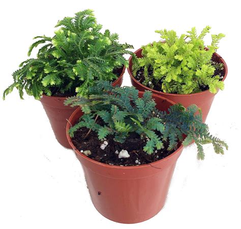 Mini Ferns For Terrariumsfairy Garden 10 Plants 2 Pots Hirts