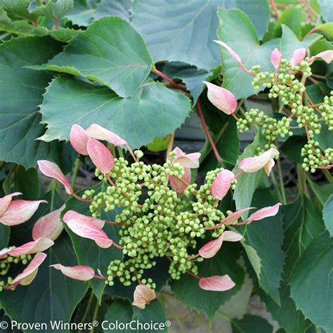 Flirty Girl False Hydrangea Vine Plant Addicts