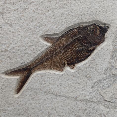 Fossil Preparation Services Fossil Oasis