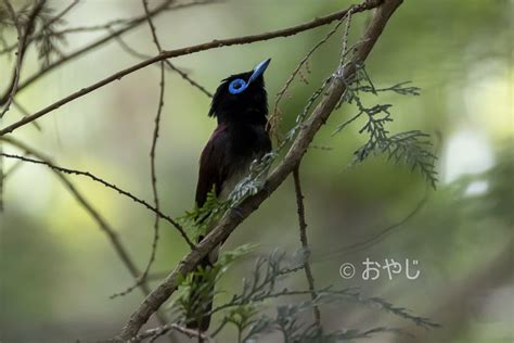 アオバズク三兄弟 野鳥と夕日