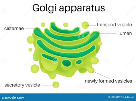 The Structure Of The Golgi Apparatus Infographics Vector Illustration