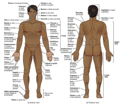 Position Terminology Flashcards Quizlet