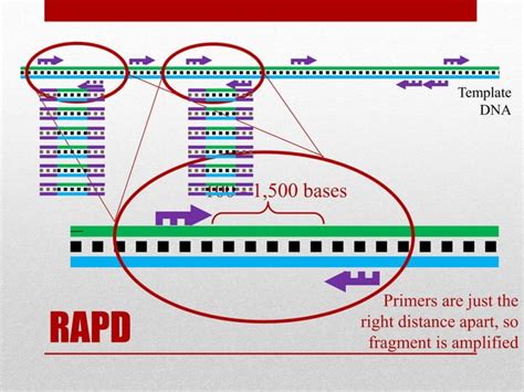 Random Amplified Polymorphic Dna Rapd Pptx