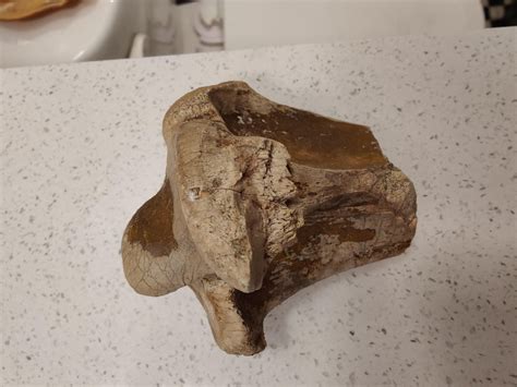 Unknown Fossil R Fossilid