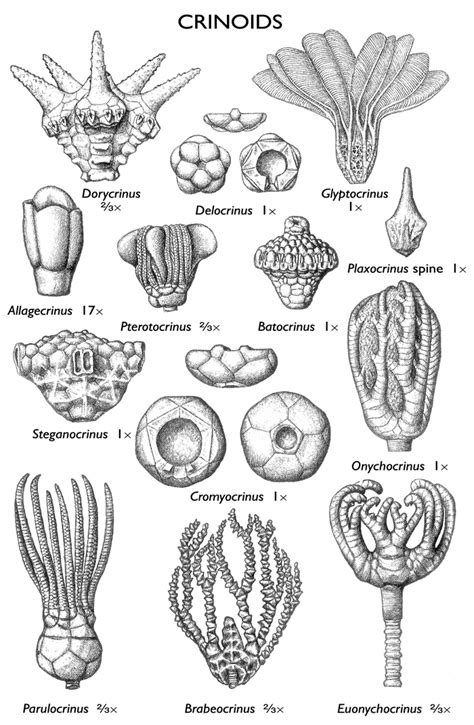 Printable Fossil Identification Chart