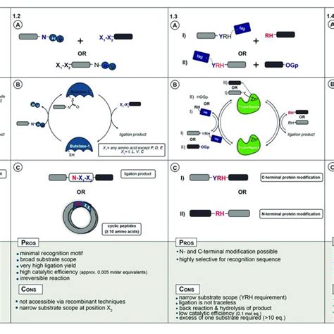 A Starting Materials For Enzymatic Ligation Using Sortase 1 1 Download Scientific