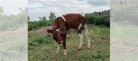 Телки купить в Шумихе Животные и зоотовары Авито