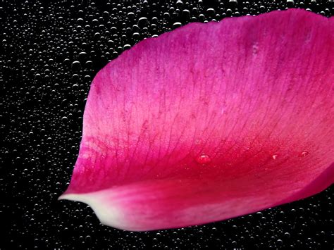 무료 이미지 이슬 자 꽃잎 젖은 장미 꽃 빨간 색깔 담홍색 지도 똑똑 떨어지는 물방울 소리 닫다 배경 이미지 엽서 오르간 마젠타 인사말 카드