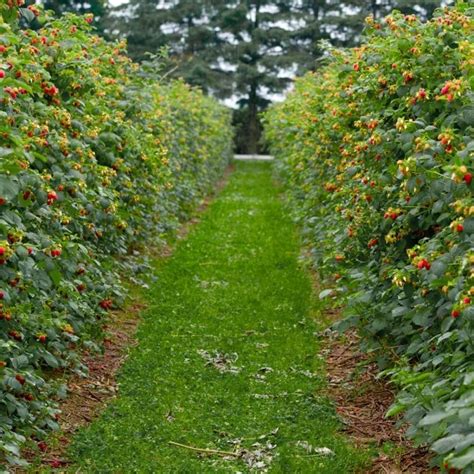 Growing The Heritage Raspberry Rubus Idaeus Perennial Shrub Berry Edible Berry Hedges