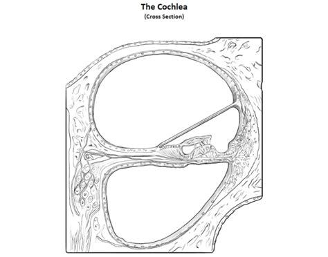 The Cochlea Cross Section Quiz