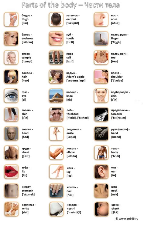 Части тела на английском языке в картинках с переводом и транскрипцией для детей и взрослых