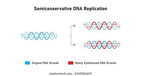 Semiconservative Replication