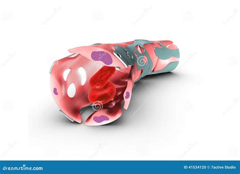 Lymph Capillaries In The Tissue Spaces Lymphatic Circulation And Structure Of Lymphatic Vessels