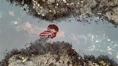 Bison Rut Bison Mating Season Is Underway On Public Lands Male Bison
