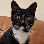 Cat With Shocked Face Meme Generator Imgflip