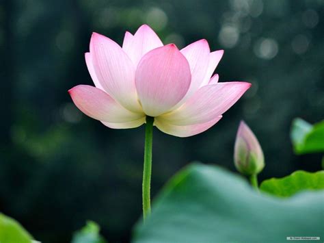 Lotus Flower Wallpapers Wallpaper Cave