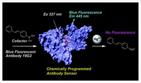 Sensors Free Full Text Sensing Mercury For Biomedical And Environmental Monitoring