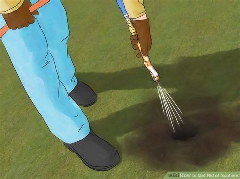 3 ways to get rid of gophers wikihow getting rid of gophers gopher