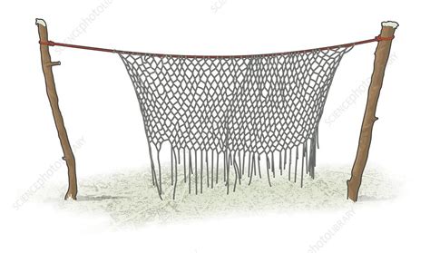 Gill Net Illustration Stock Image C053 3773 Science Photo Library