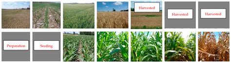 Field Photos Of Three Main Crop Types Over The Study Site On Selected Download Scientific