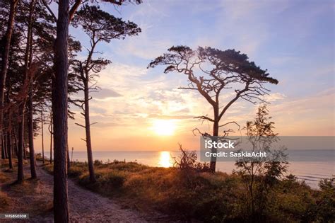 바다 옆의 소나무의 어두운 실루엣과 함께 경치 좋은 일몰 오렌지 빛 일몰 해안 나무 풍경 여름 저녁에 발트해 자연 해안선에 대한