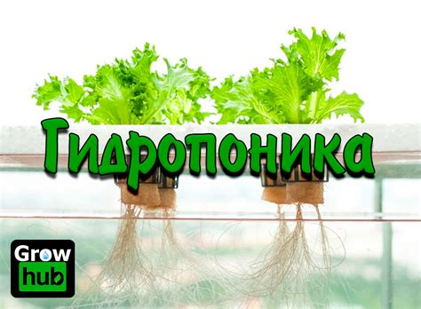 Гидропоника – Telegraph