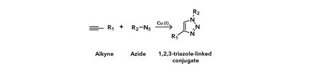 Fluorescent Dyes Fluorophores Bio Techne