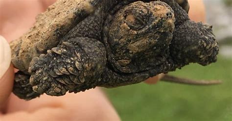 Snapping Turtle Album On Imgur