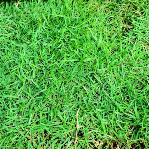 Premium Photo Full Frame Shot Of Grass