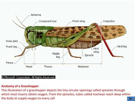 Anatomy Of A Grasshopper A Detailed Diagram