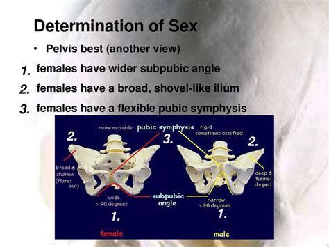 Forensic Anthropology Studying Bones Ppt Download