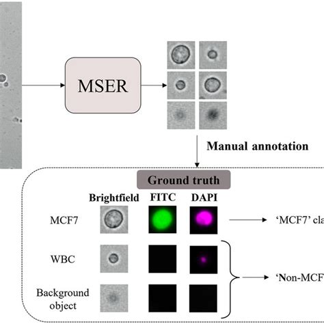 Training And Testing Set Label Assignment Strategy For Developing The Download Scientific